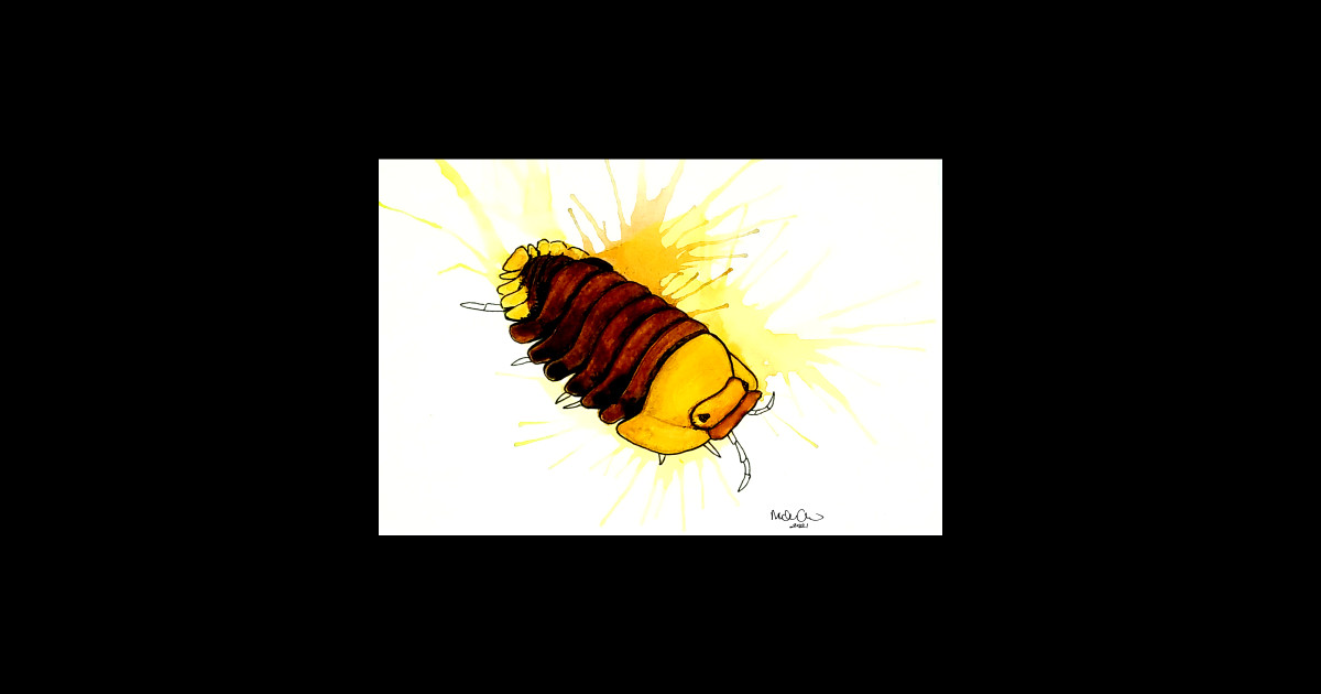 Cubaris "Rubber Duckie" Isopod Watercolor - Isopods - Sticker | TeePublic