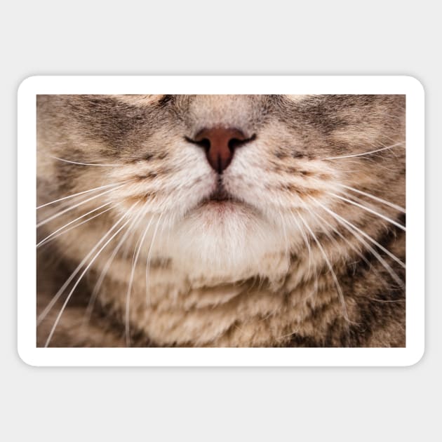 Funny Cat Face - Kitten - Sticker | TeePublic