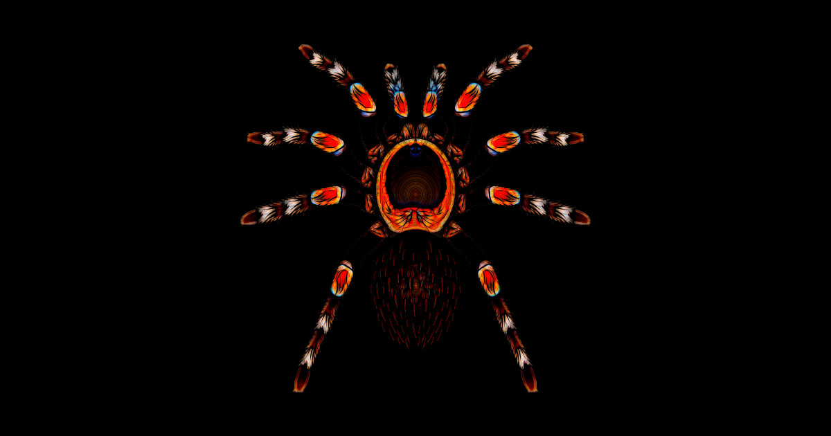 Funky Tarantula Spider - Spider - Sticker | TeePublic