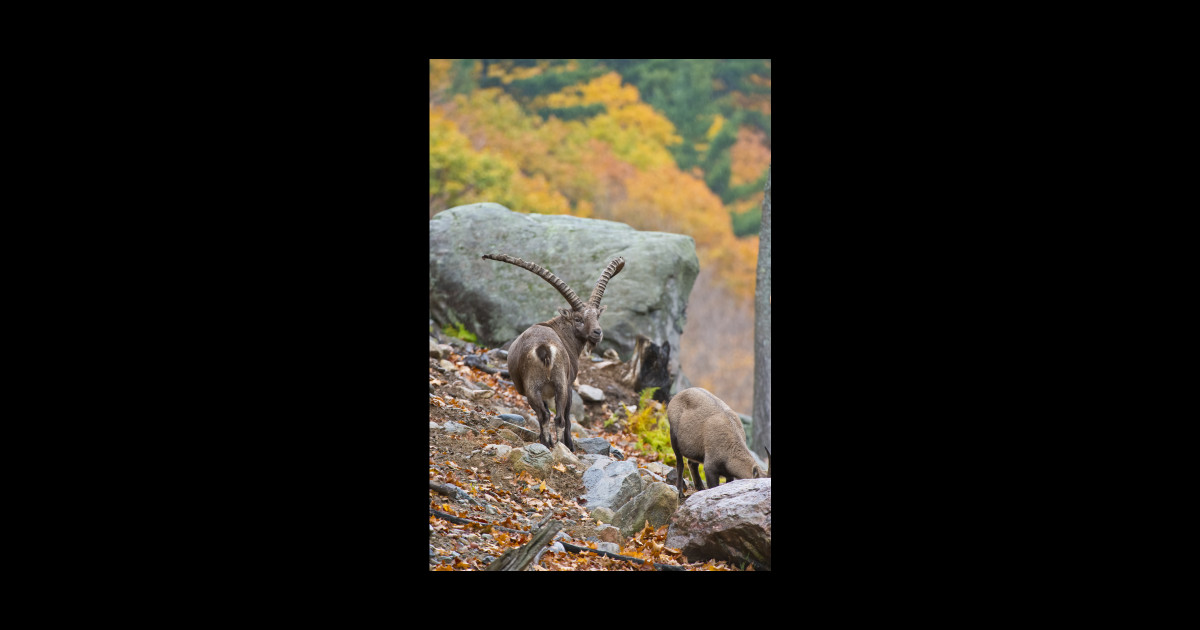 Ibex - Ibex - Sticker | TeePublic