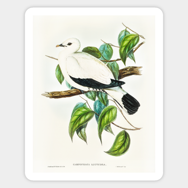 Torres Strait Fruit Pigeon - Vintage Bird Illustration - Sticker ...