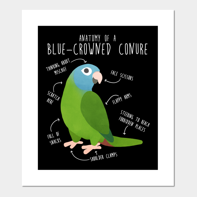 Blue-Crowned Conure Parrot Anatomy - Conure - Posters and Art Prints ...