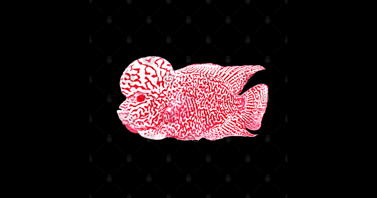 Flowerhorn Cichlid Fish - Cichlid - Sticker | TeePublic
