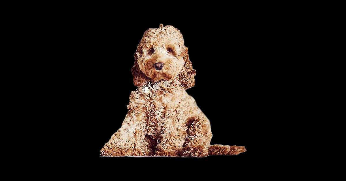 Cavoodle Labradoodle Cockapoo Mini Poodle x Cute Puppy Dog - Cavoodle ...