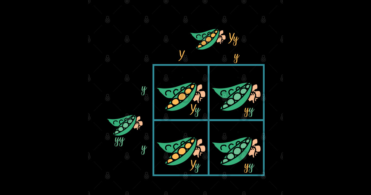 Mendel's law of Genetics Inheritance Biology Science Yellow Green ...