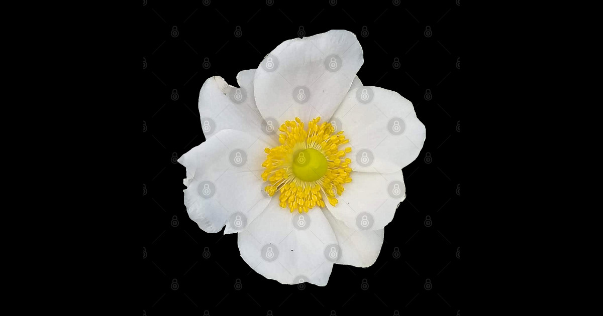 Japanese Anemone Seven Petals - Japanese Anemone Seven Petals - Sticker ...