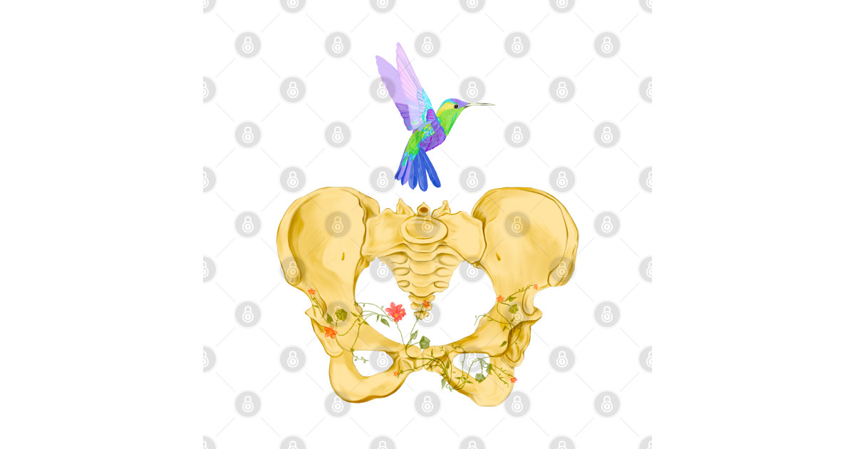 Bones of female pelvis with hummingbird in watercolor - Anatomy Art - T ...