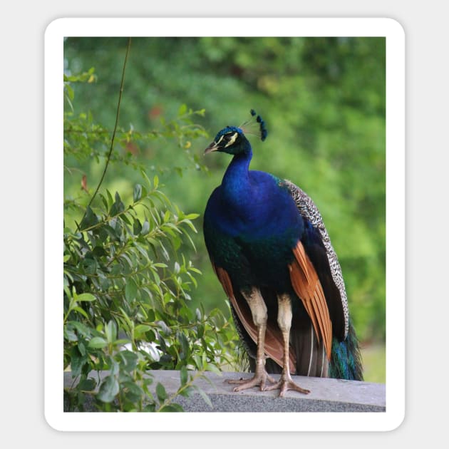 In Deep Thought - Thinker - Sticker | TeePublic