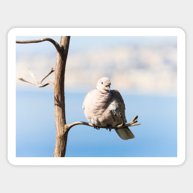Eurasian Collared Dove - Bird - Sticker | TeePublic