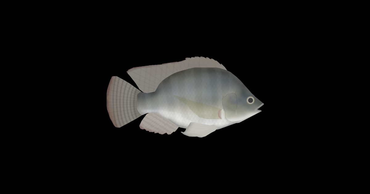 Nile Tilapia - Nile Tilapia - Sticker | TeePublic
