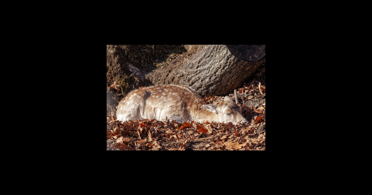 Fallow Deer - Fallow Deer - Sticker | TeePublic