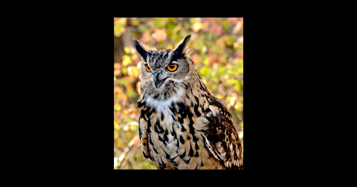 Eurasian Eagle Owl - Owl - Sticker | TeePublic