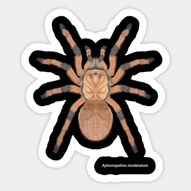 Rio Grande Gold Tarantula (Aphonopelma moderatum) - Tarantula Spider ...