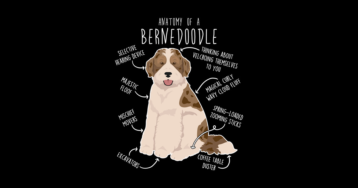Bernedoodle Parti Chocolate Merle Dog Anatomy - Bernedoodle - Sticker ...