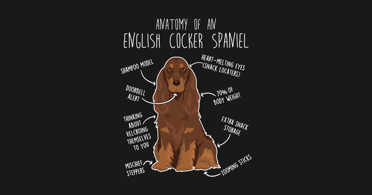 Liver and Tan English Cocker Spaniel Dog Anatomy - Cocker Spaniel - T ...
