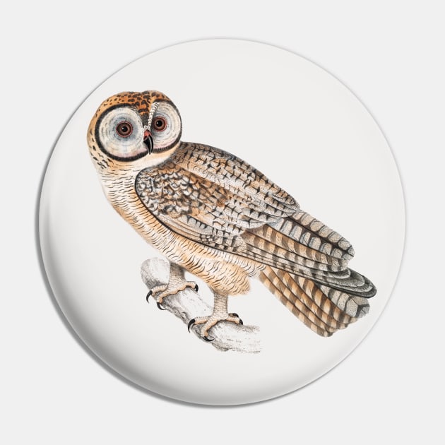 Owl - Owl - Pin | TeePublic