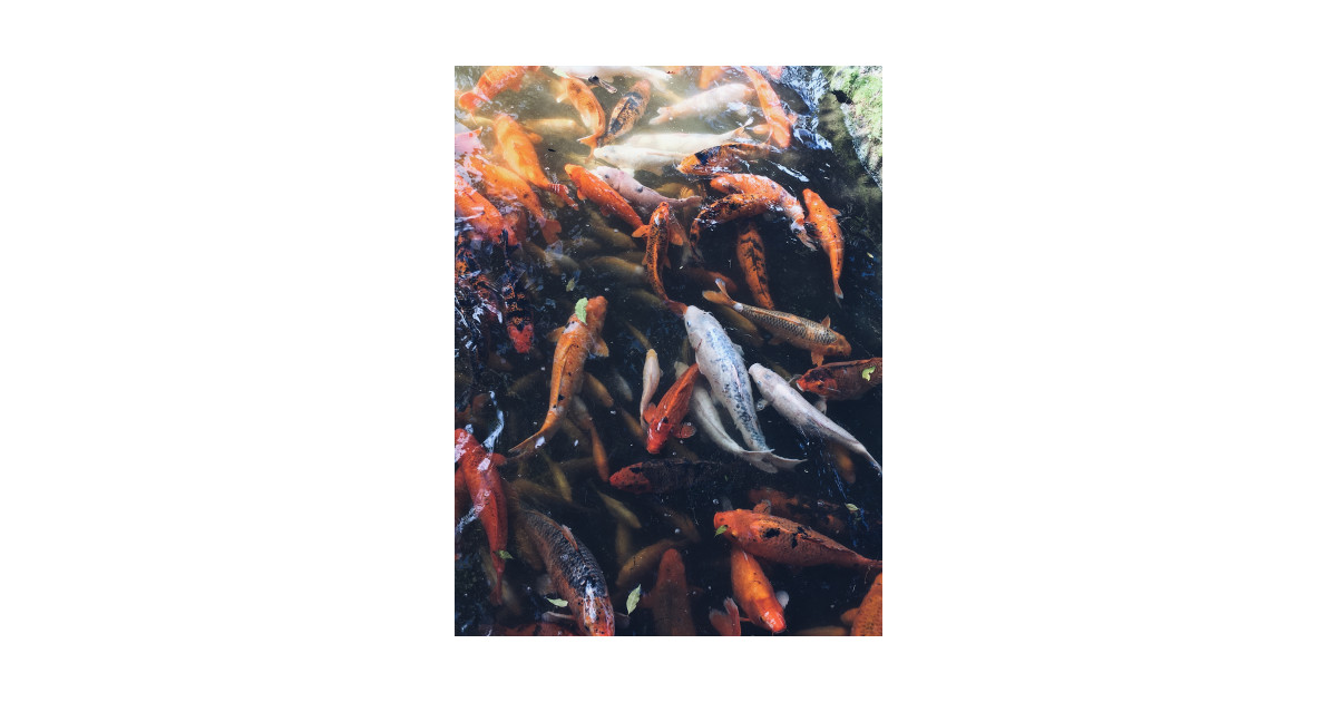 Koi Fish Family - Fish - T-Shirt | TeePublic