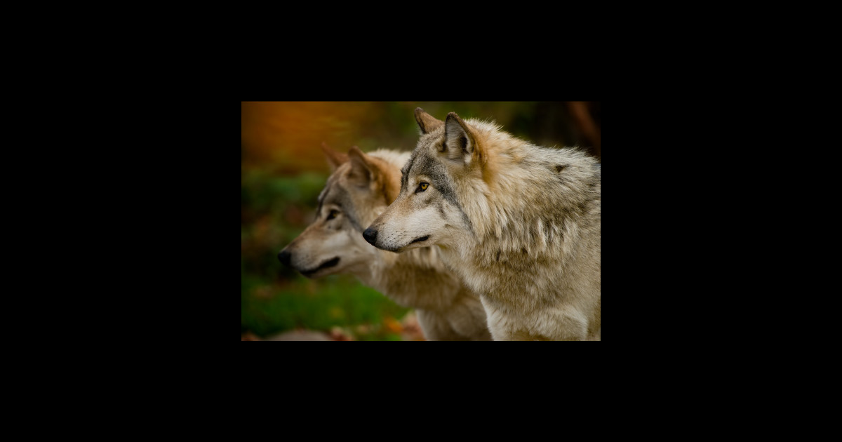 Timber Wolves - Timber Wolf - Posters and Art Prints | TeePublic