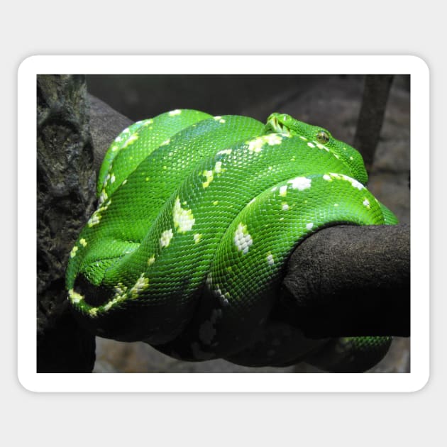 Green Tree Python - Green Tree Python - Sticker | TeePublic