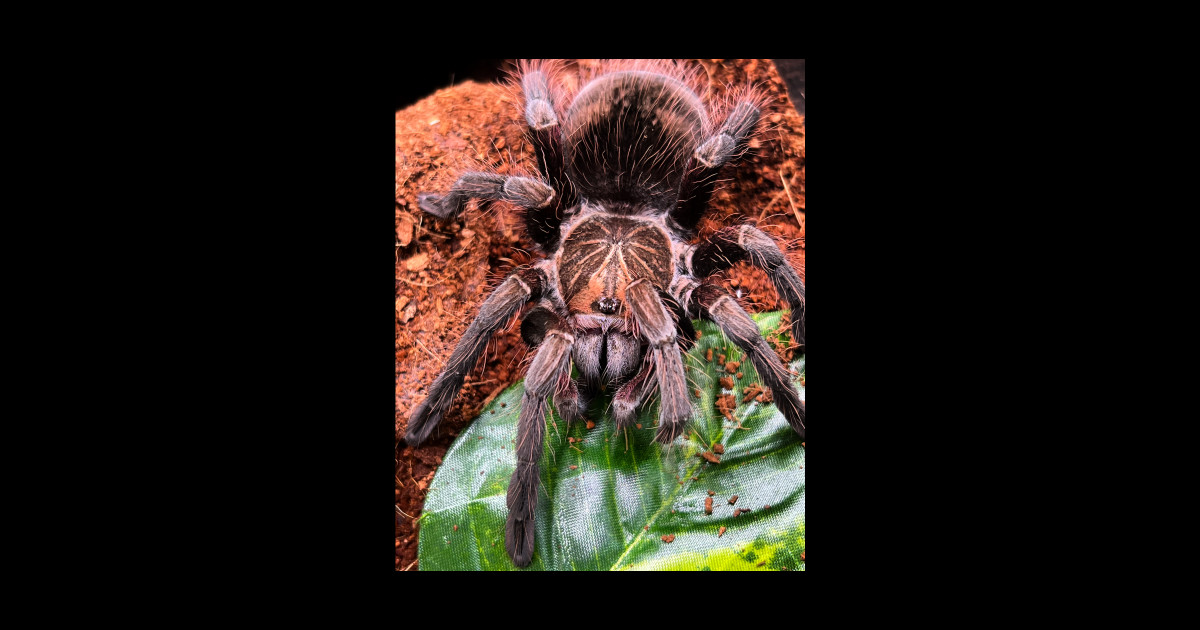 Pamphobeteus platyomma/Pink Bloom Tarantula - Tarantula - Sticker ...