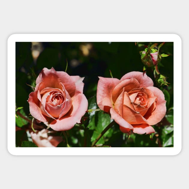Peach patio roses - Peach Roses - Sticker | TeePublic