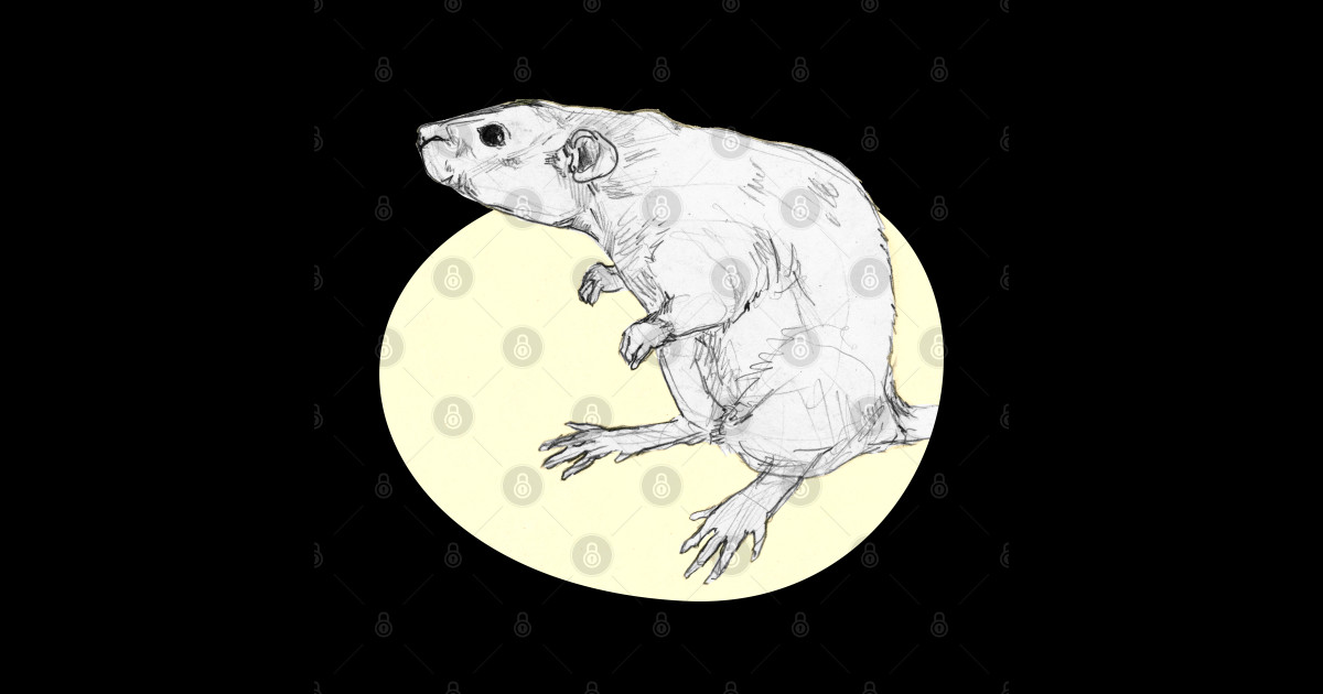 cute rat pencil drawing - Rats - Sticker | TeePublic