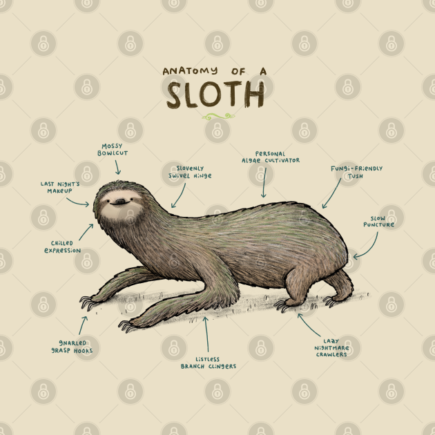 Anatomy of a Sloth - Sloth - T-Shirt | TeePublic