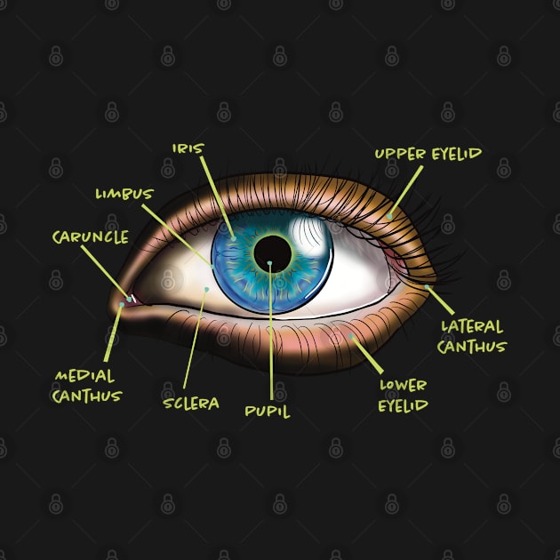 Anatomical Eye Diagram, Illustrates Iris, Limbus, Caruncle, Medial ...