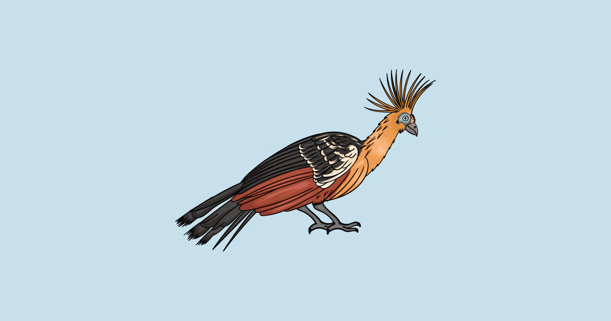 Hoatzin bird cartoon illustration. - Hoatzin Bird Cartoon Illustration ...