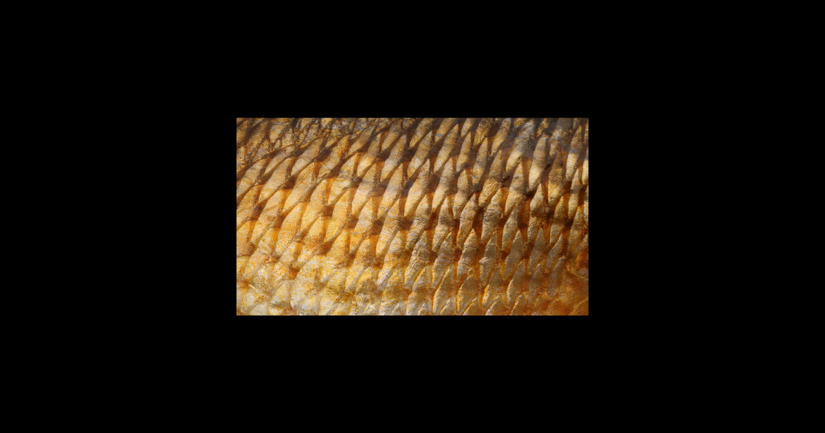 Redfish scales - Redfish - Posters and Art Prints | TeePublic