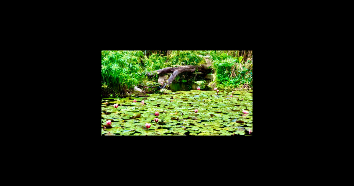 Water Lilies on the Pond - Pamela Storch - Sticker | TeePublic