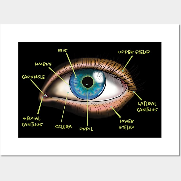 Anatomical Eye Diagram, Illustrates Iris, Limbus, Caruncle, Medial ...