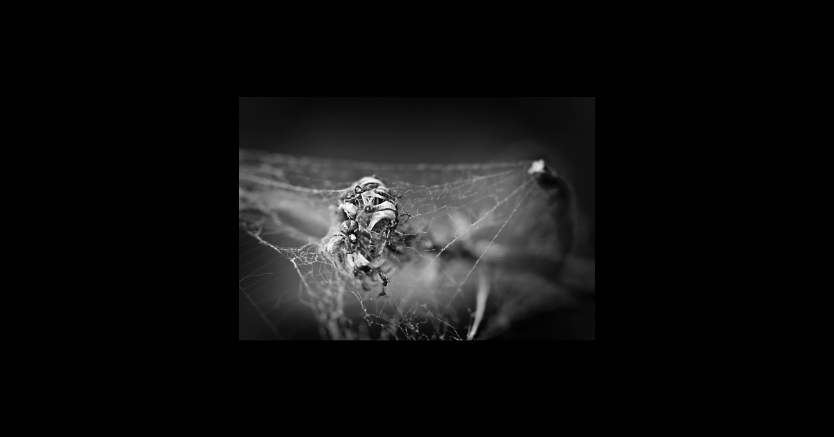 the king of Lowertown - Blumwurks - Posters and Art Prints | TeePublic