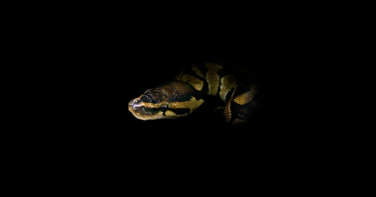 Python Python Sticker Teepublic