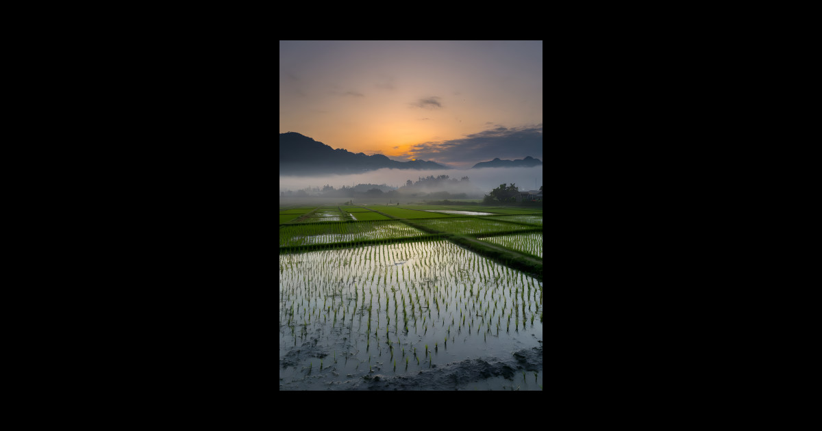 Sprawling rice fields - Rice Field - Sticker | TeePublic