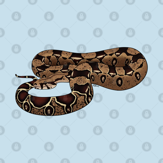 Boa Constrictor Imperator - BCI - Common Boa or Black-tailed Boa - Boa ...