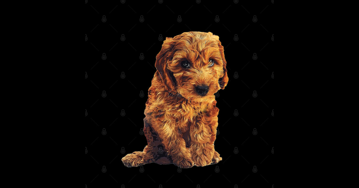 Cockapoo Labradoodle Goldendoodle Doodle Cavoodle Poodle Puppy Dog ...