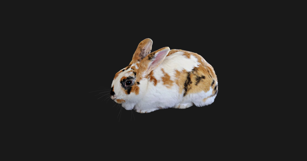 Calico Rabbit - Rabbit - T-Shirt | TeePublic