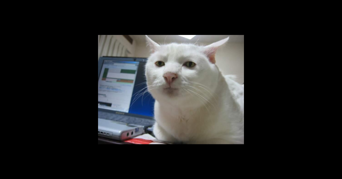 Serious Cat Meme - Serious Cat Meme - Sticker | TeePublic