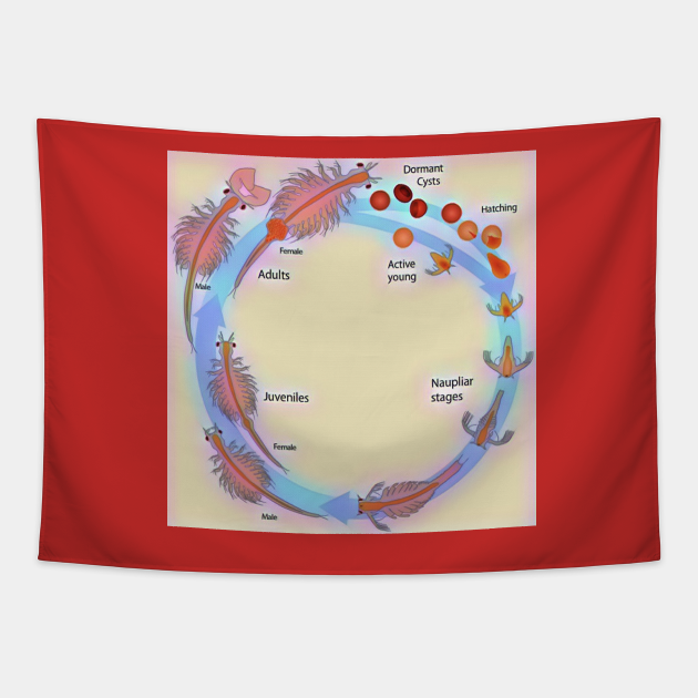 Life Cycle of Brine Shrimp - Brine Shrimp - Tapestry | TeePublic