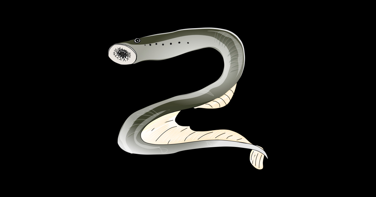 Lamprey fish biodiversity project - Lamprey - Posters and Art Prints ...