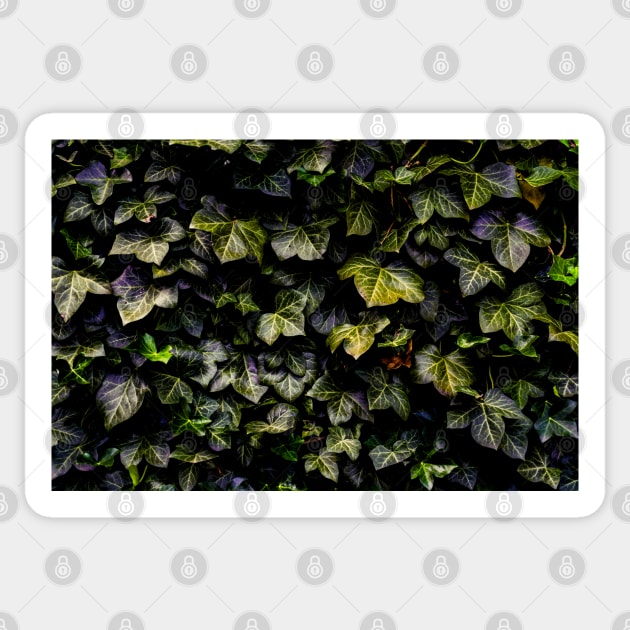 Ivy - Arc1 - Sticker | TeePublic