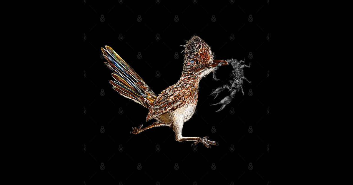 Roadrunner Scorpion Road Runner Bird Hunter - Roadrunner - Sticker ...