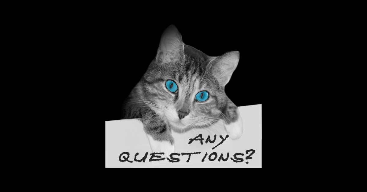 Any Questions? Cute Blue Eyes Cat - Any Questions Cute Cat - T-Shirt ...