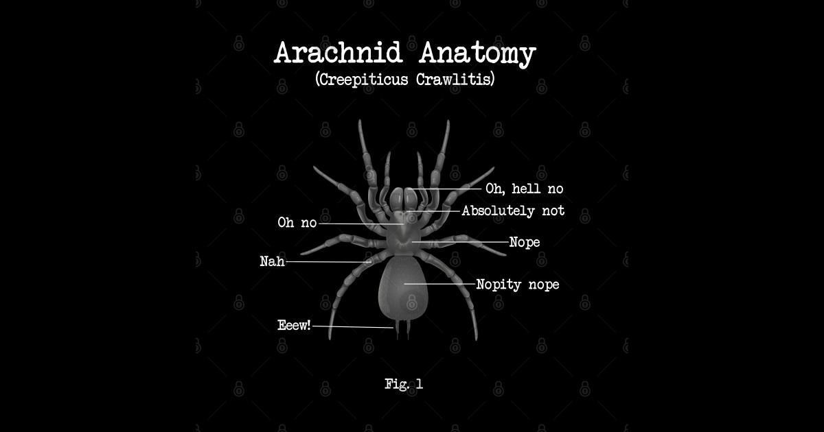 Arachnid Anatomy - Spider - Posters and Art Prints | TeePublic