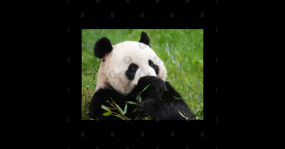 Giant panda bear - Animal - Posters and Art Prints | TeePublic