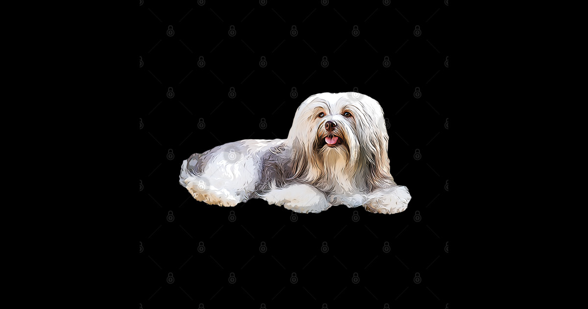 Havanese Dog - Havanese - Sticker | TeePublic