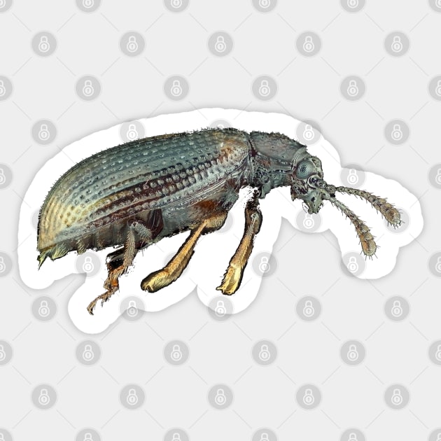 Very small fungus beetle under the microscope - Closeup - Sticker ...