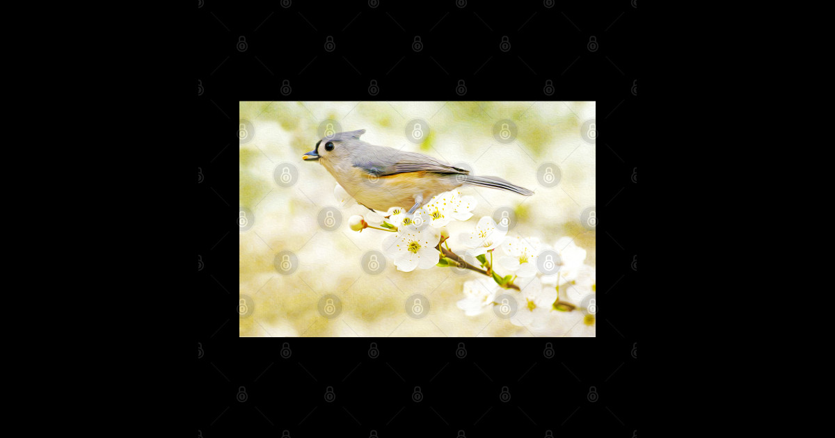 Tufted Titmouse with Seed - Tufted Titmouse - Posters and Art Prints ...