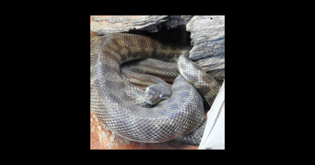 Stimson's Python - Stimsons Python - Posters and Art Prints | TeePublic